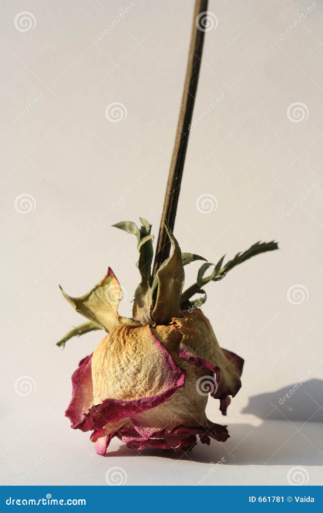 Dried-Up Rose stock image. Image of nature, pink, rose - 661781