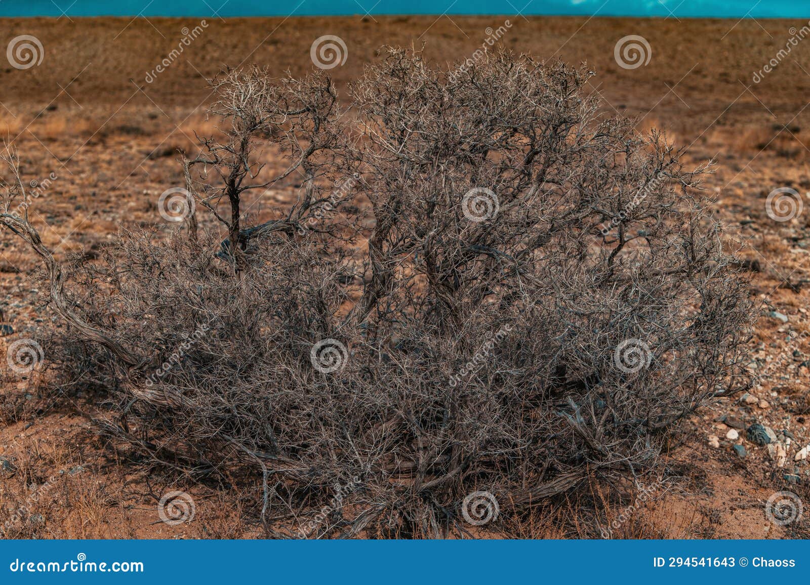 Dried up shrub in desert stock image. Image of asia - 294541643