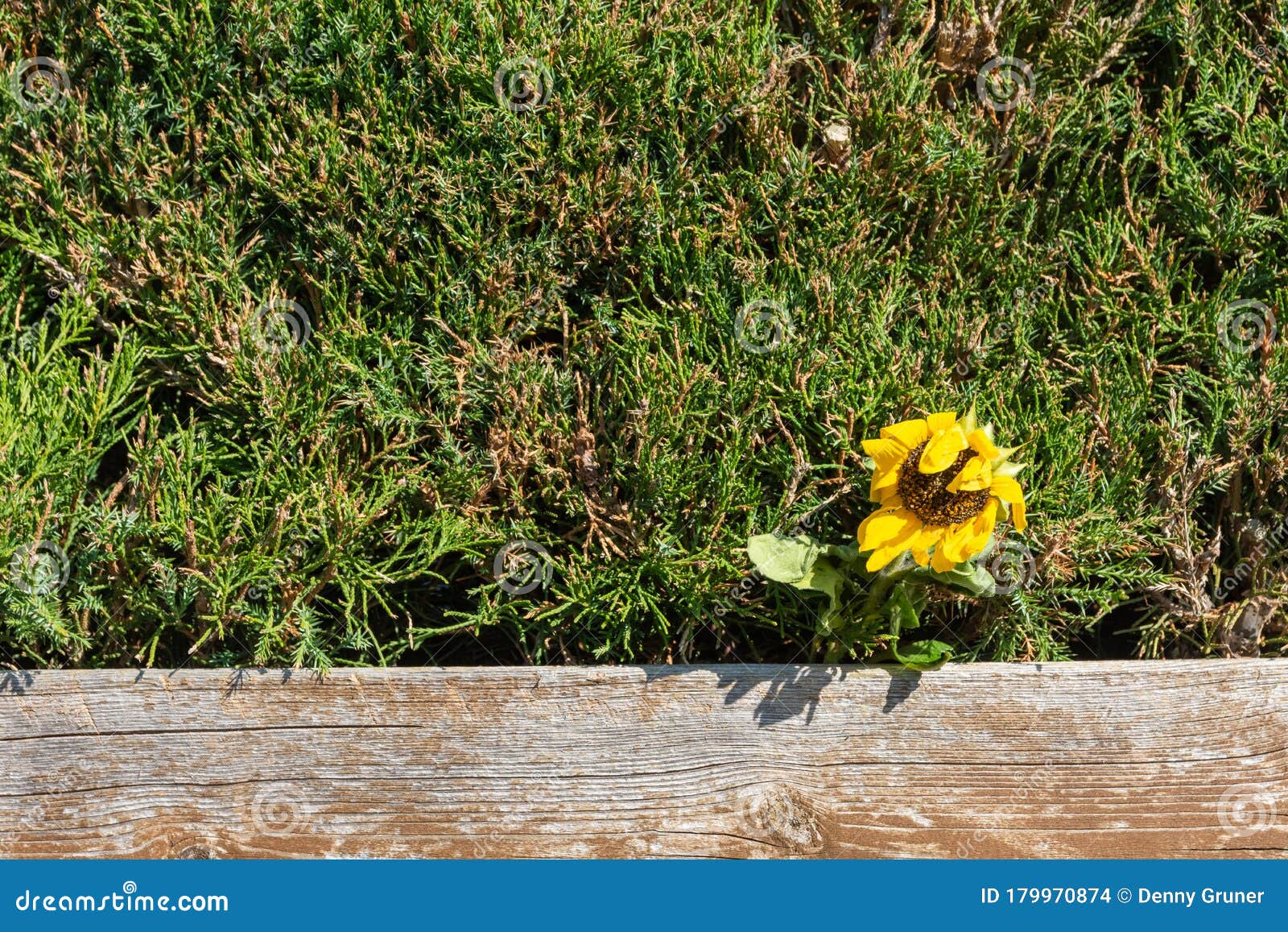 A Dried Up Single Sunflower in Front of a Hedge Stock Photo - Image of ...