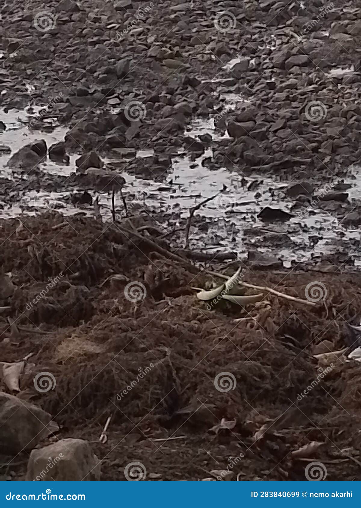 The Dried Up Swamp Comes To Life Stock Image - Image of life, nature ...