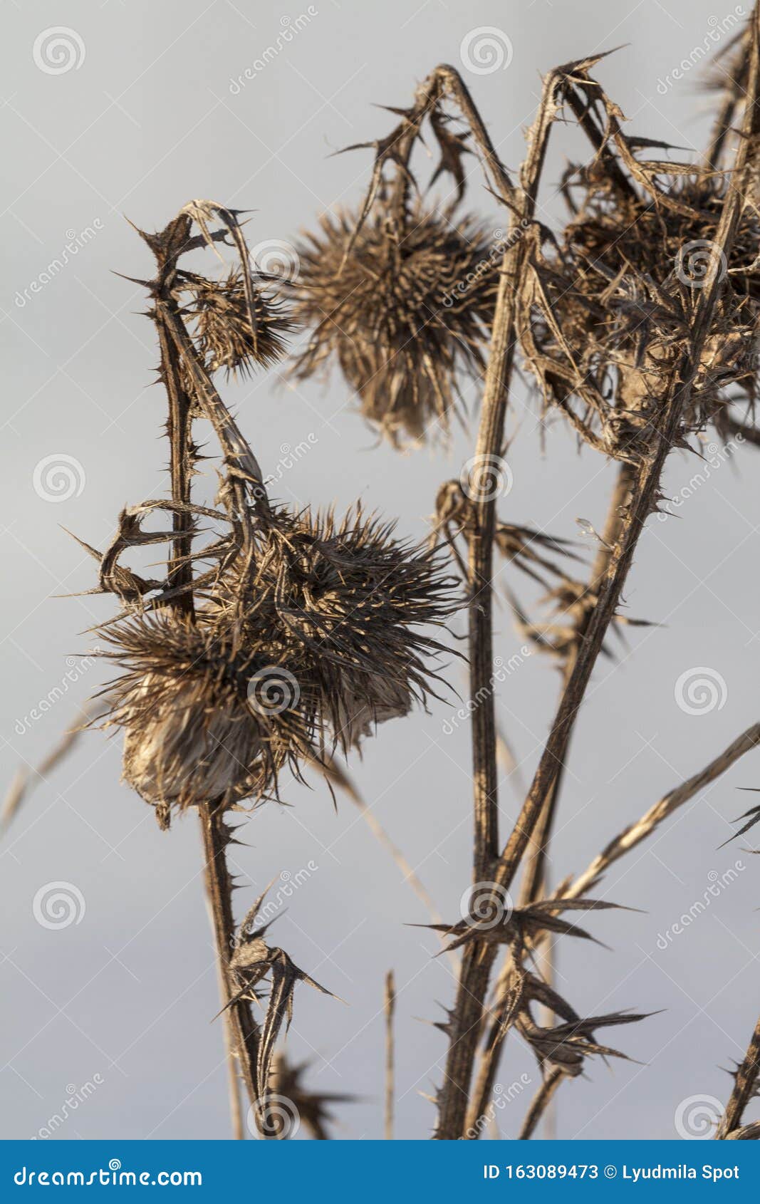 Dried Up Thistle Plant at the End of Fall Stock Image - Image of purple ...