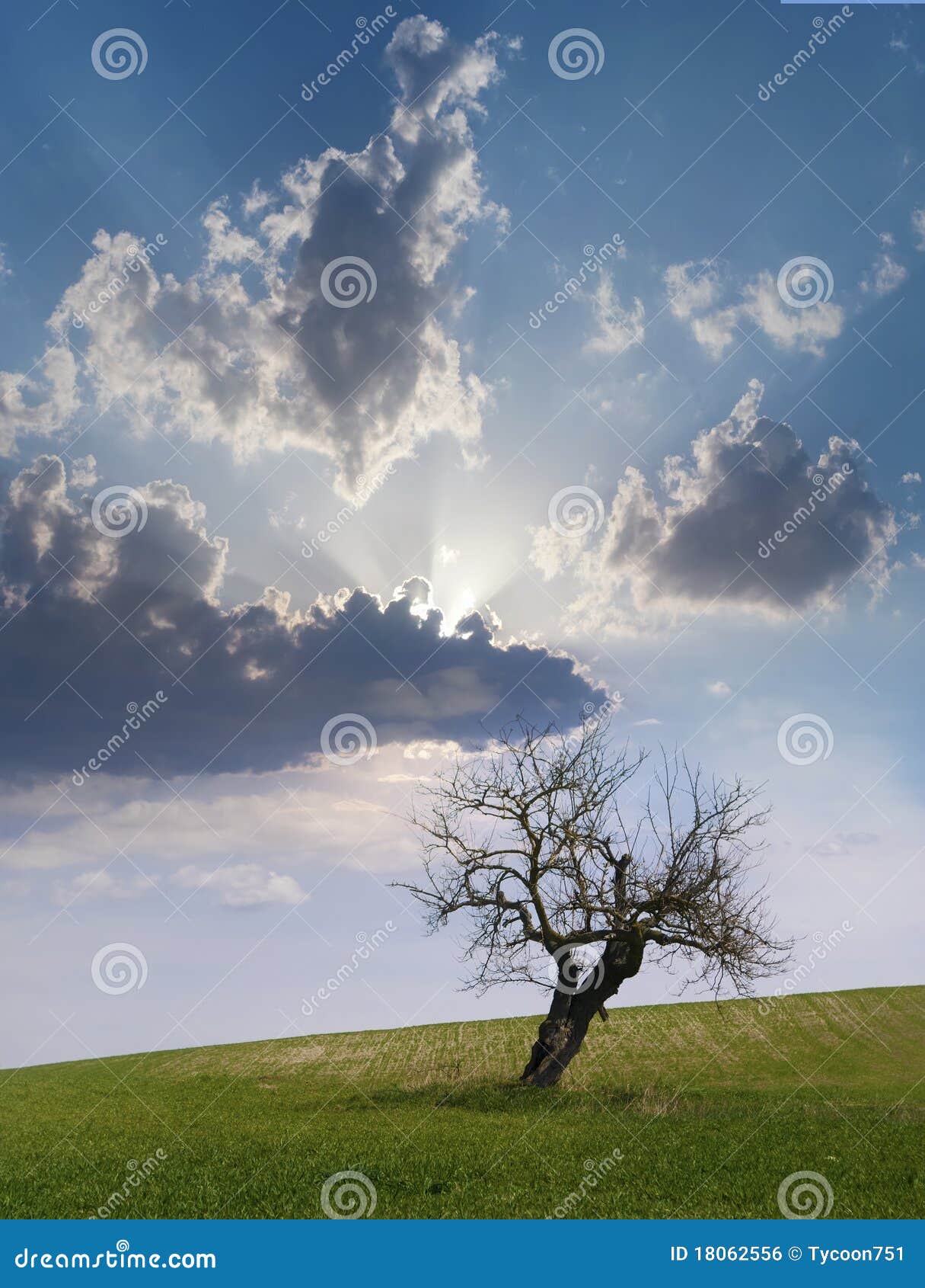 Dried up tree stock photo. Image of farming, cloud, colorful - 18062556