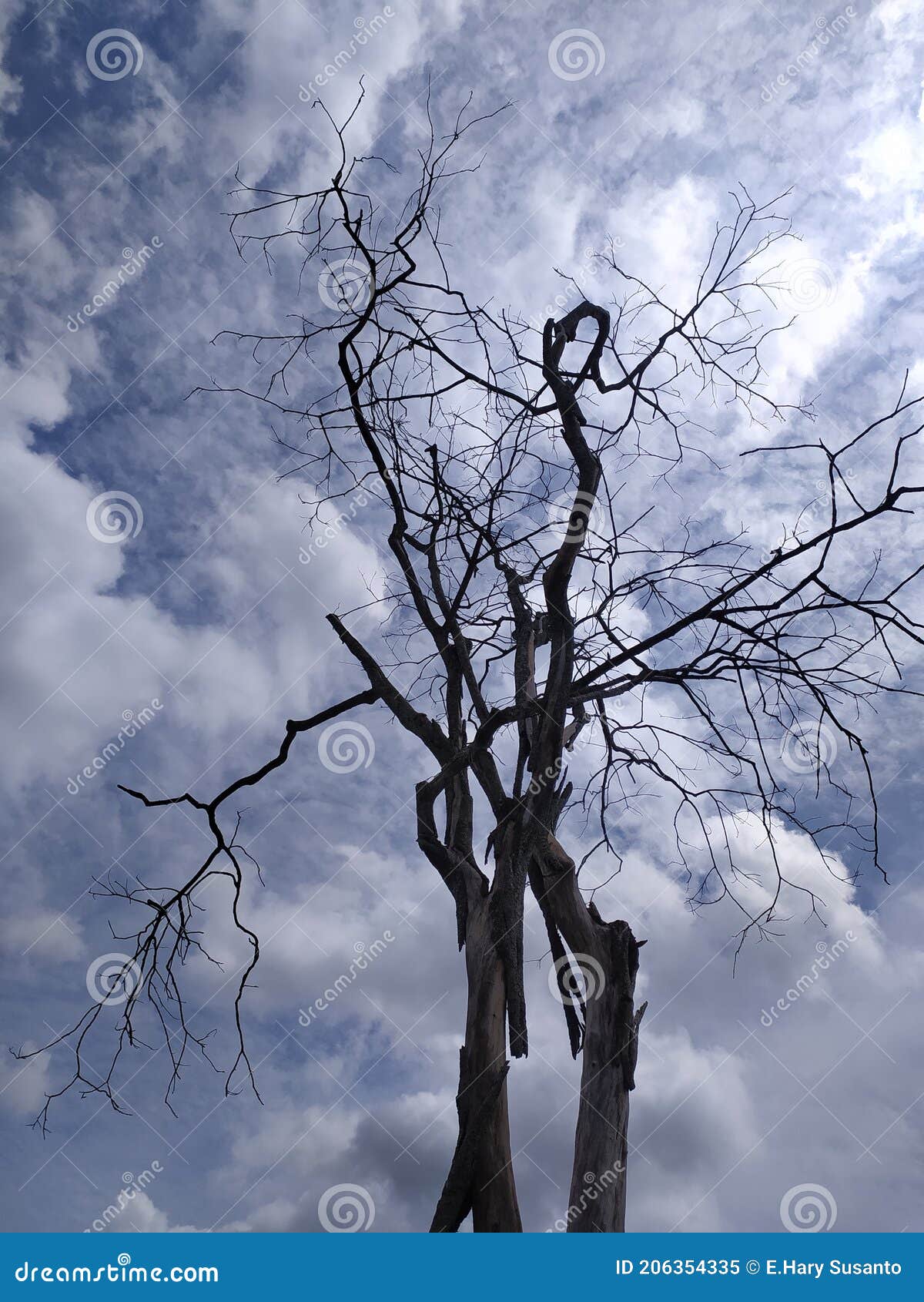 Dried up tree stock image. Image of nature, dried, tree - 206354335