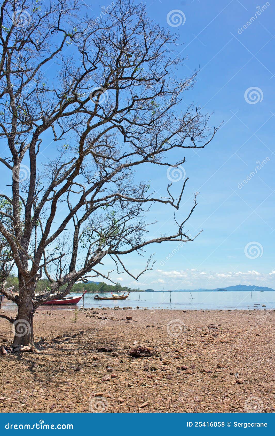 Dried-up tree stock photo. Image of sand, water, shore - 25416058