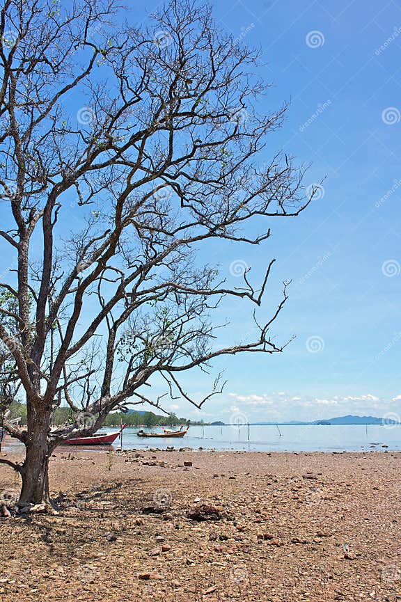 Dried-up tree stock photo. Image of sand, water, shore - 25416058
