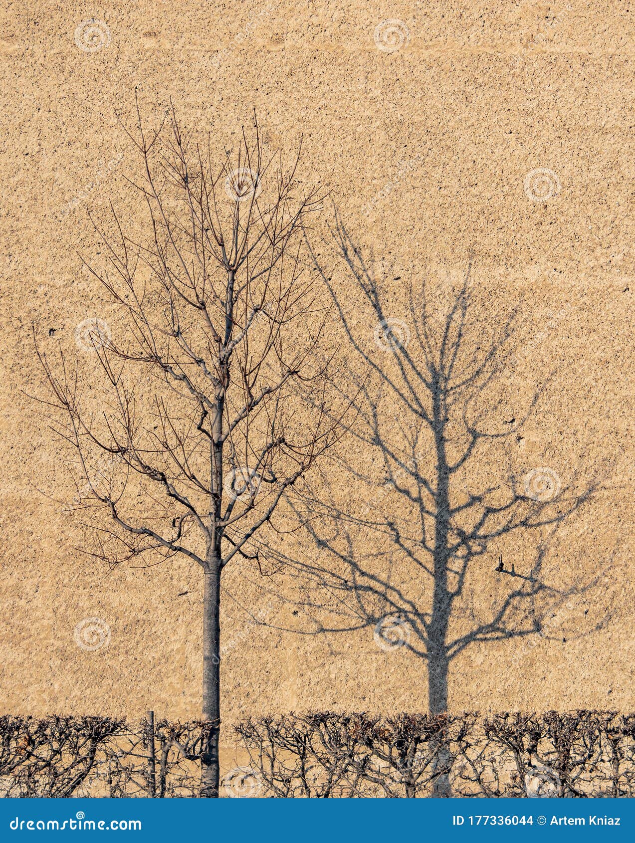 Dried Up Tree Bare Branches Abandoned Garden Global Warming Environment ...