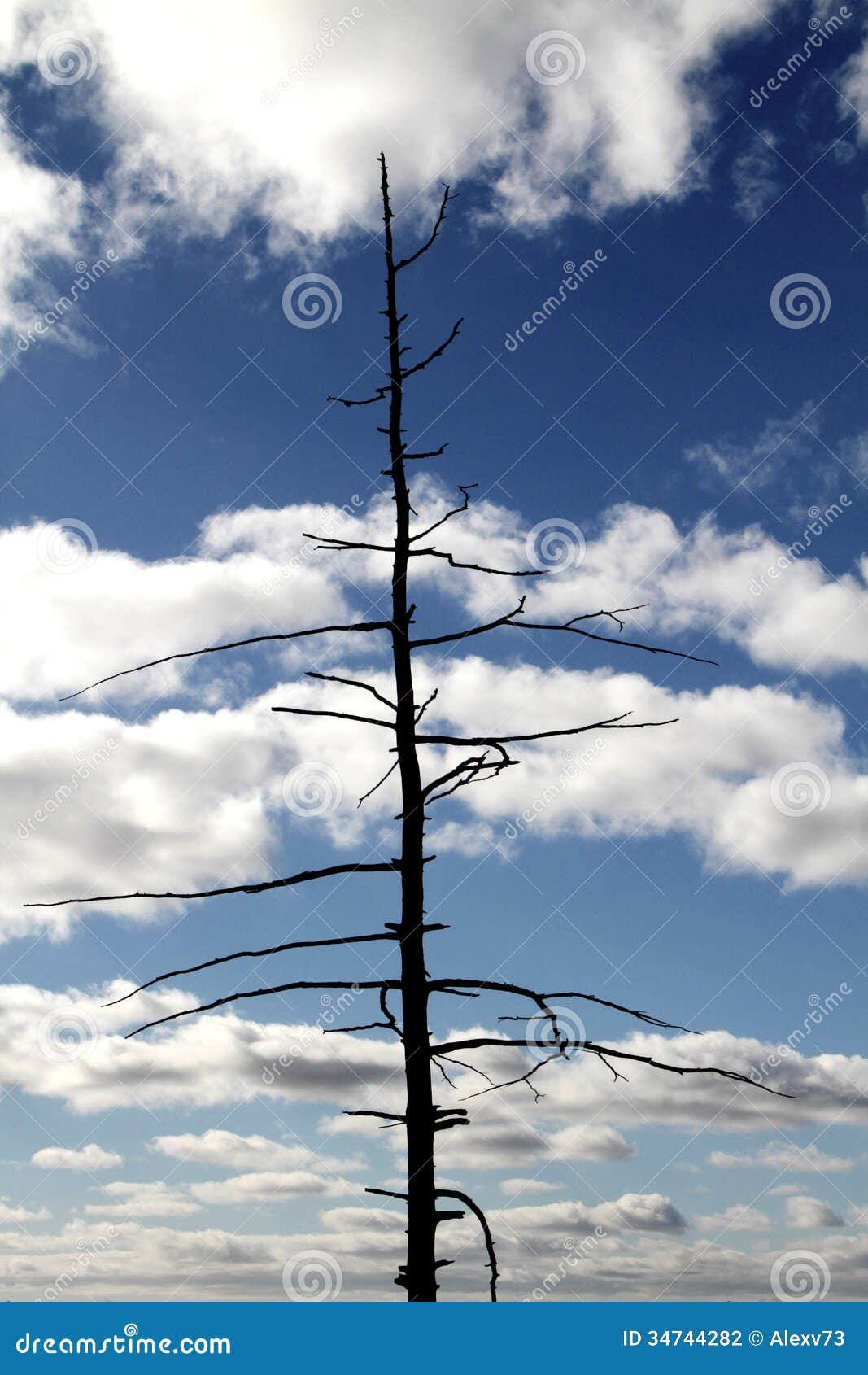 The dried up tree stock photo. Image of tree, dried, branch - 34744282