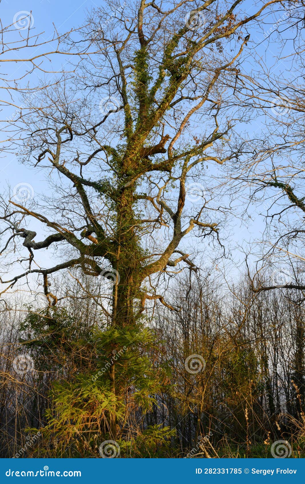 A Dried-up Tree Covered with Moss in the Light of the Setting Sun Stock ...