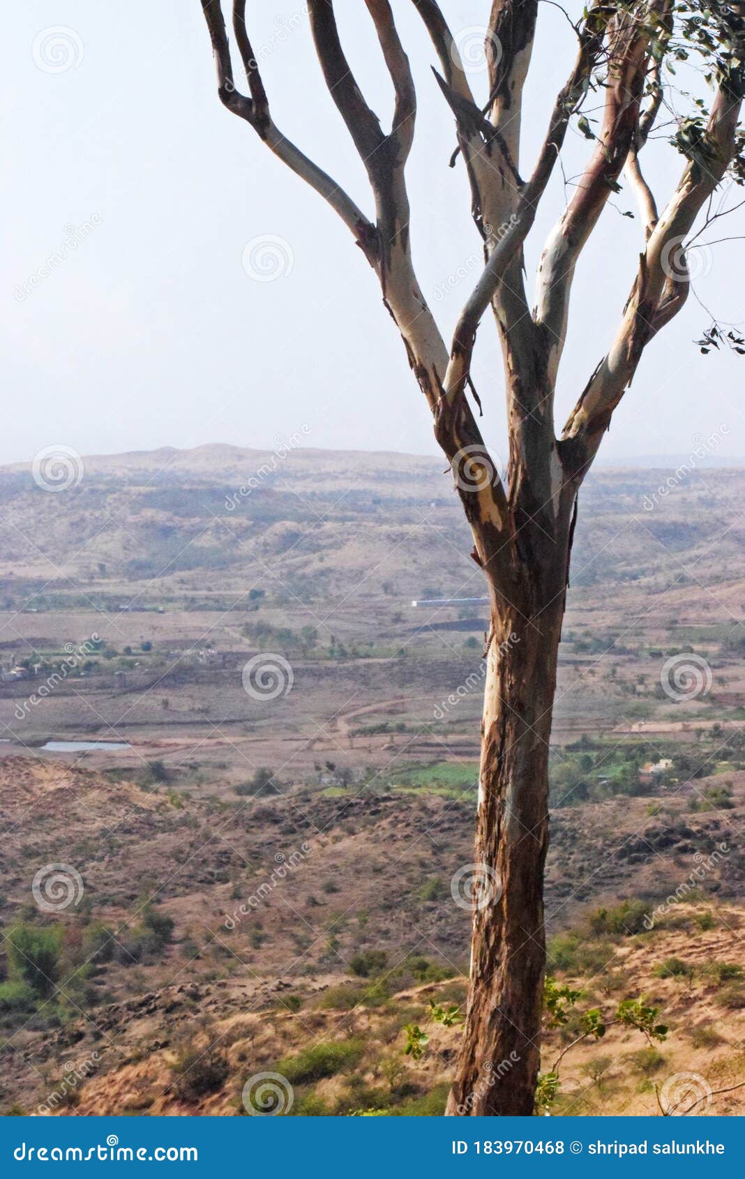 A Dried Up Tree in the Mountains Stock Photo - Image of rock, wadi ...