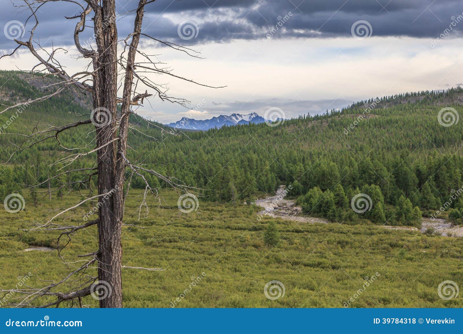 The Dried Up Tree in Mountains. Stock Photo - Image of tree, summer ...