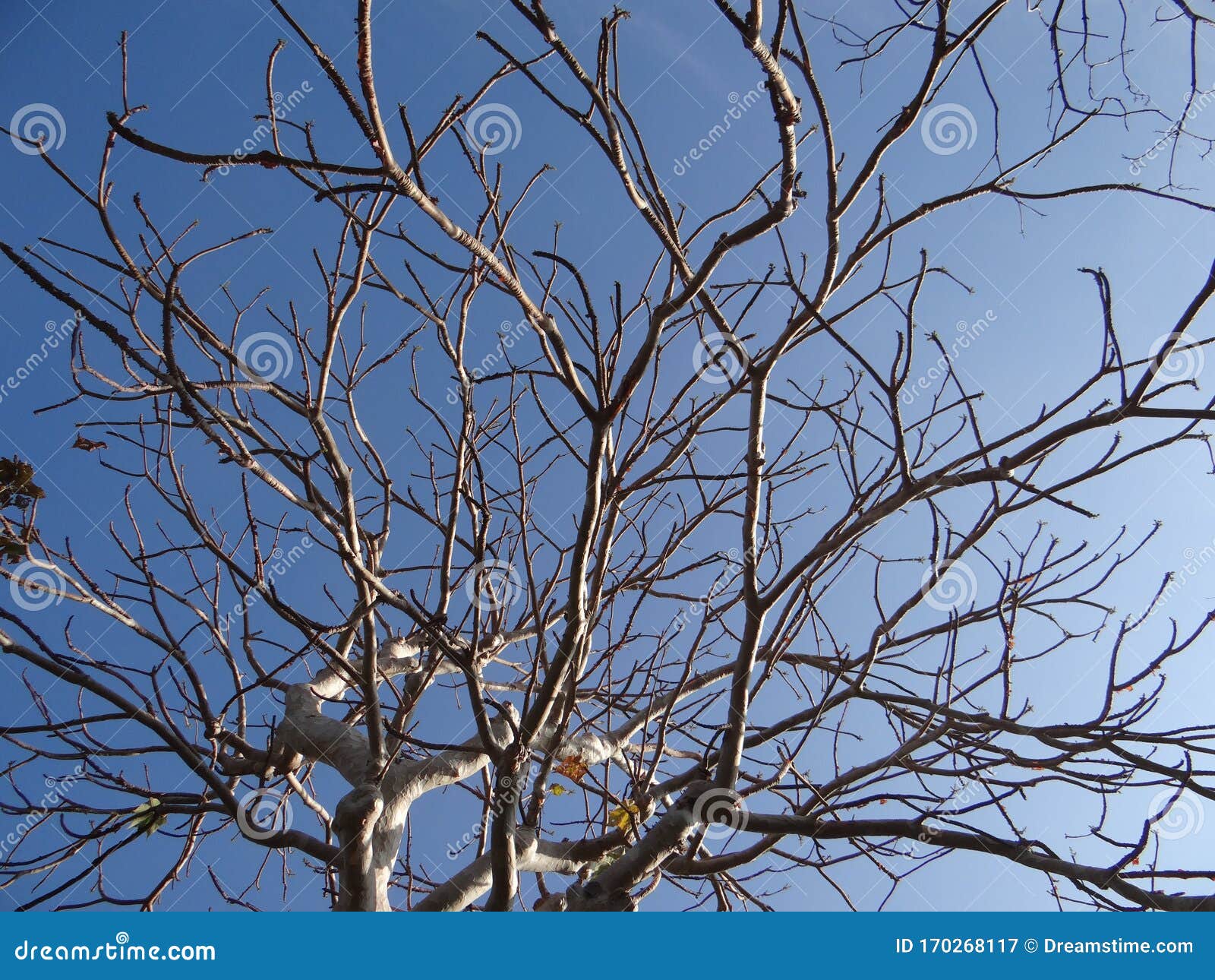 A Dried Up Tree with No Leaves Stock Image - Image of tree, dried ...