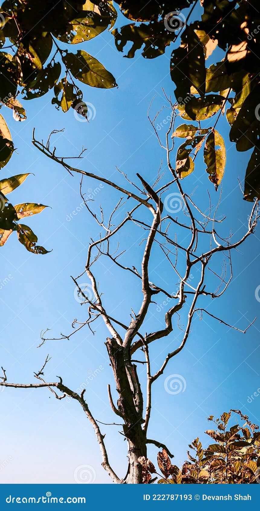 Dried Up Tree on a Sunny Day Stock Image - Image of spring, plant ...