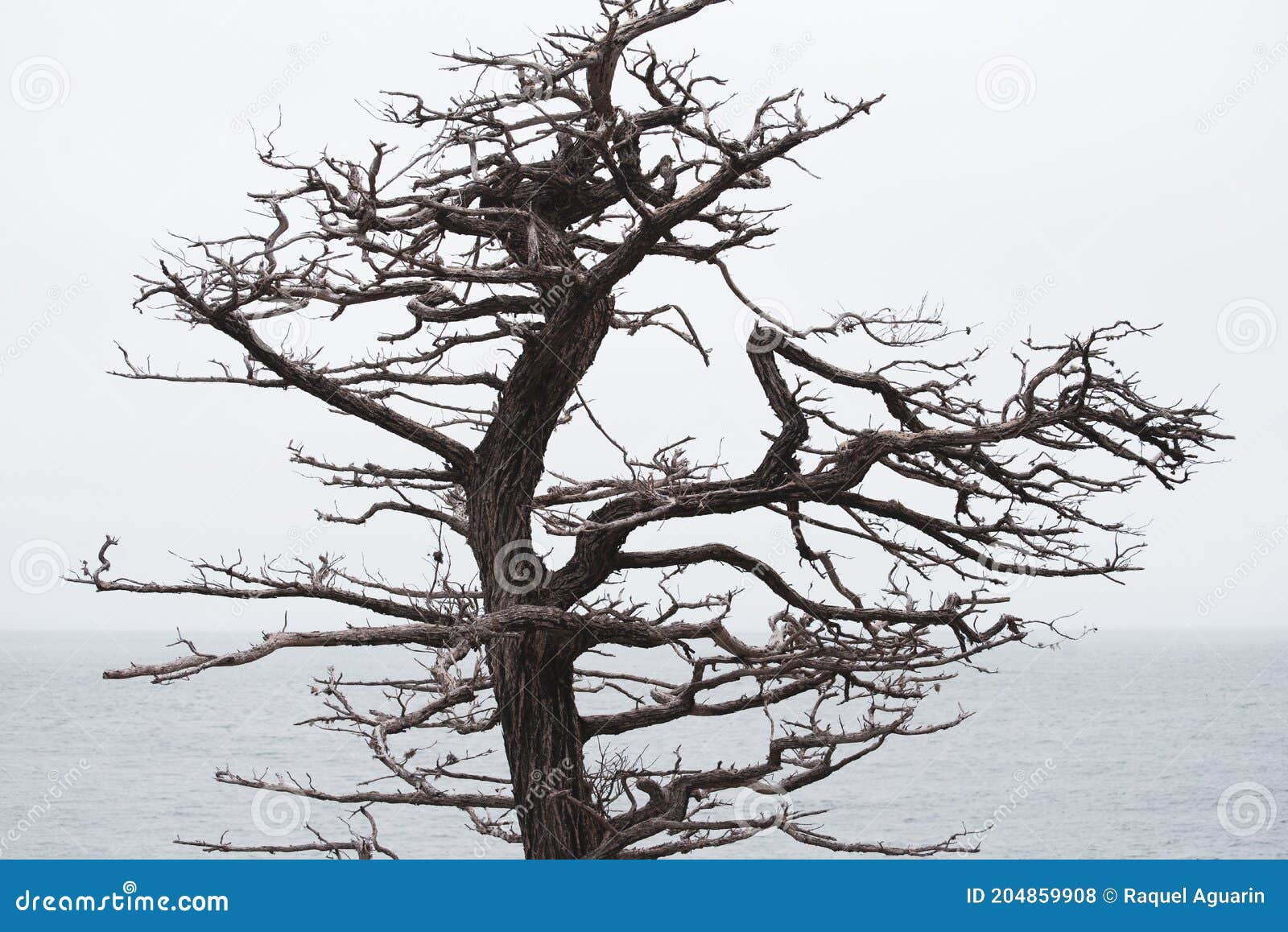 Tree stock photo. Image of nature, leafless, tree, dried - 204859908