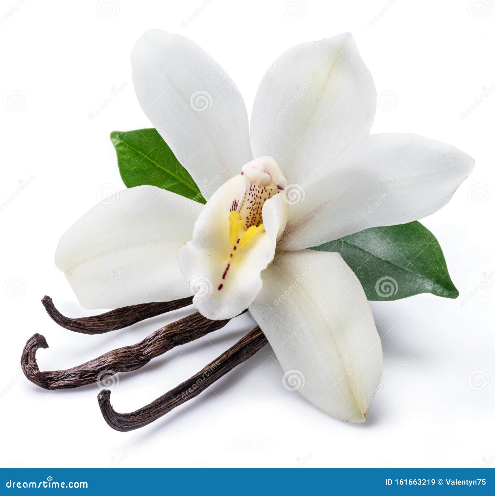 Vanilla Flower