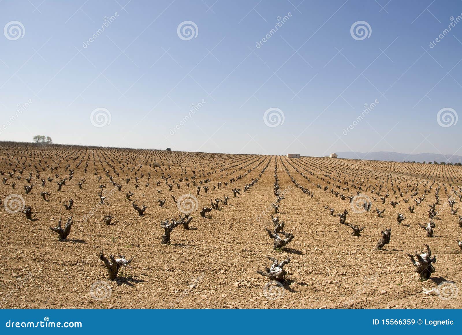 Dried vine stock image. Image of agriculture, harvesting - 15566359