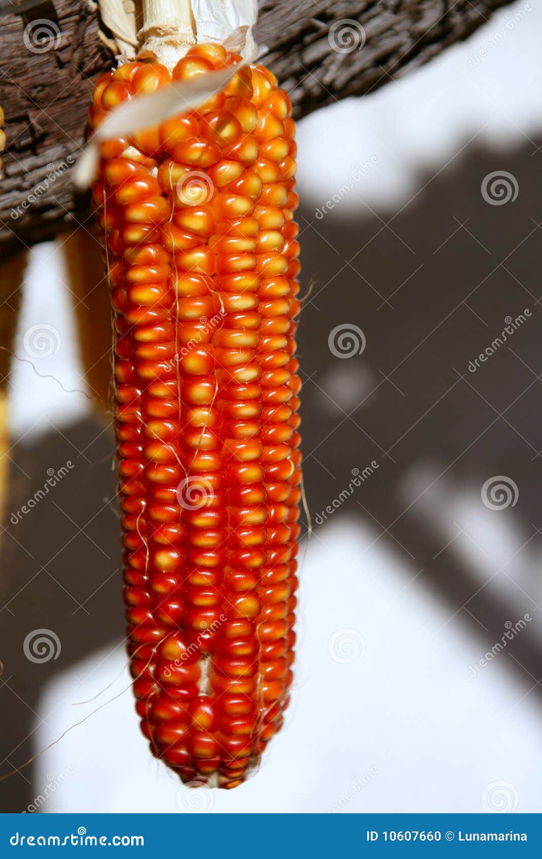 Dried Vivid Orange Corn on a Sunny Day Stock Photo - Image of colorful ...