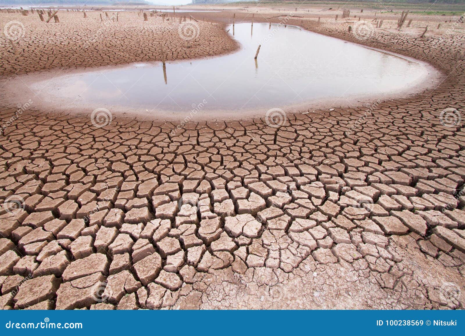 Dried Water Lily And Stem On Green Royalty-Free Stock Photo ...