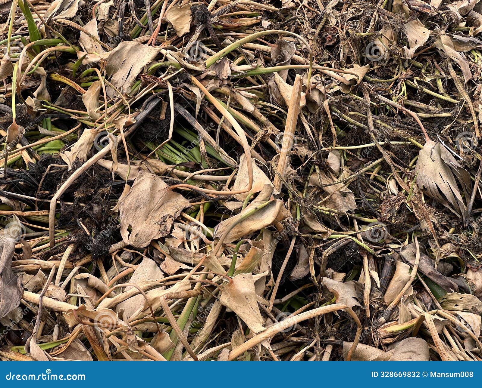 Dried Water Hyacinth in the Garden after the Rain Stock Photo - Image ...