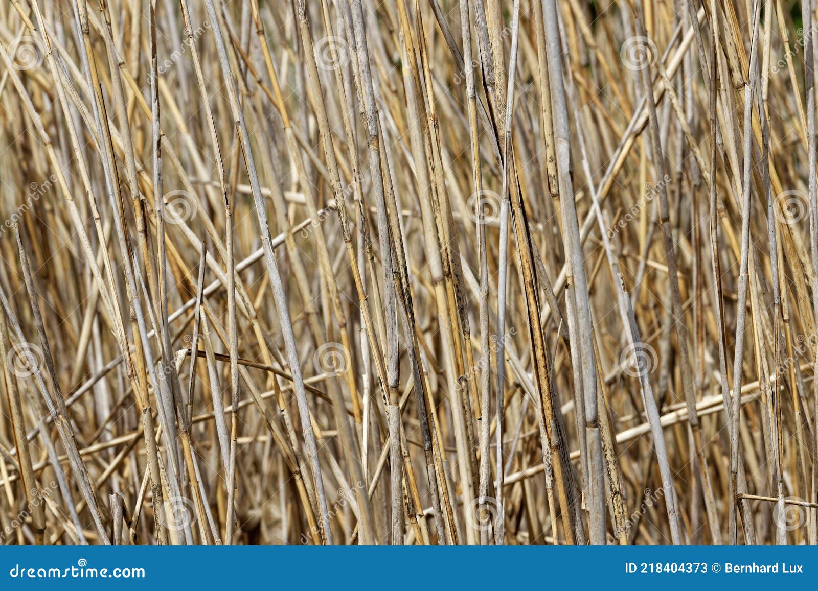 Water Reed Straw Pile Royalty-Free Stock Image | CartoonDealer.com ...