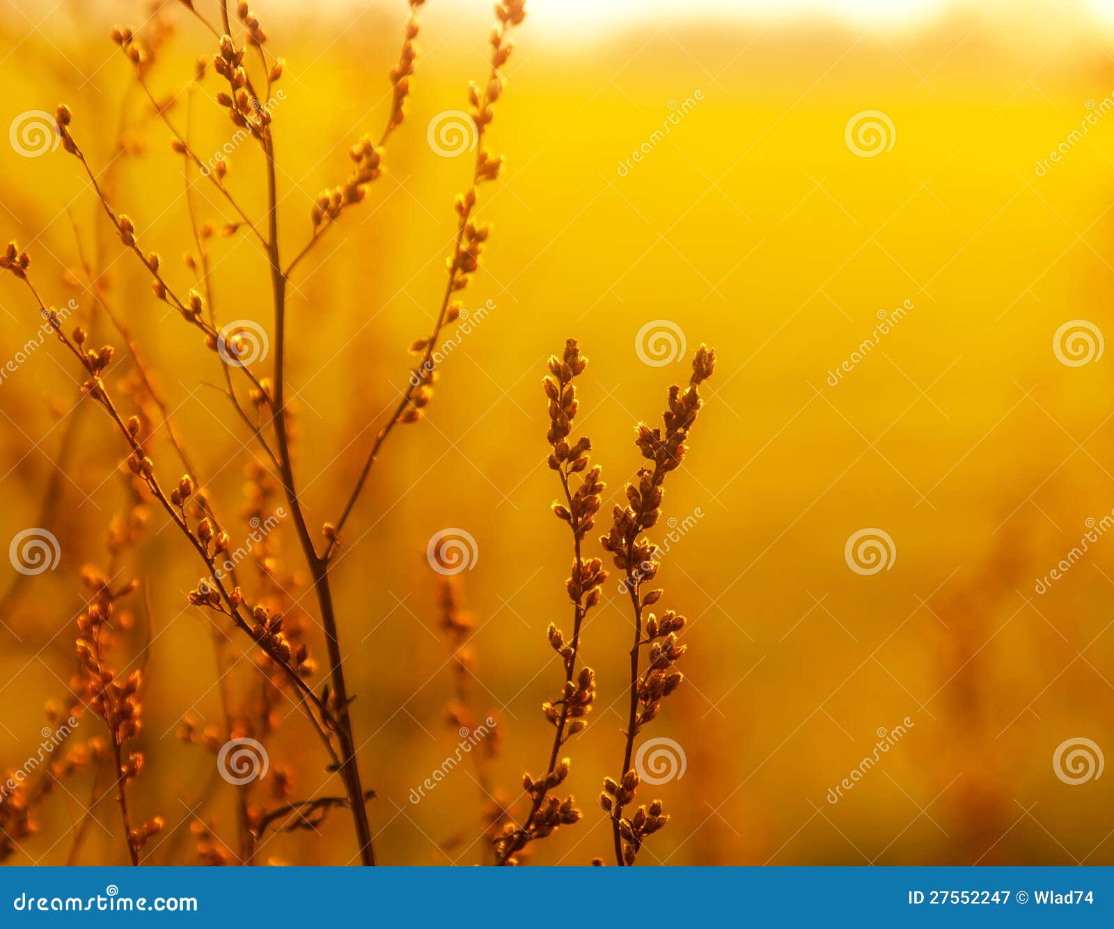 Dried Weed Grass in the Sunlight Stock Image - Image of grass ...