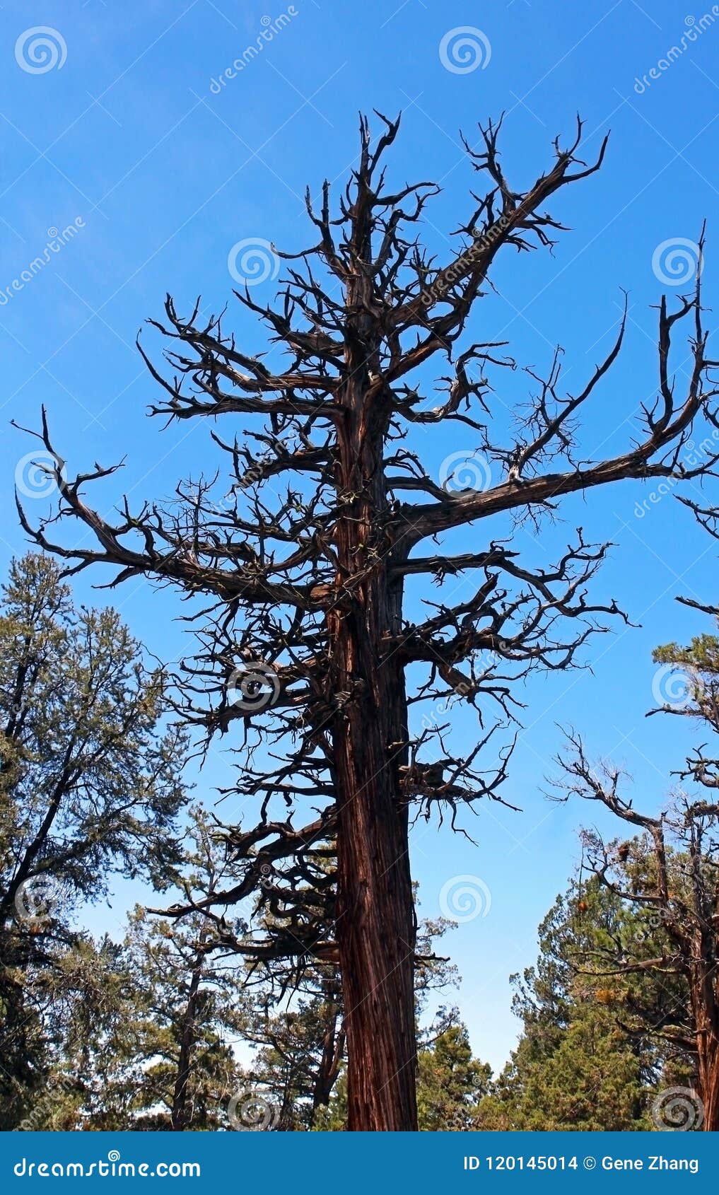 Dried Western Juniper tree stock photo. Image of forest - 120145014