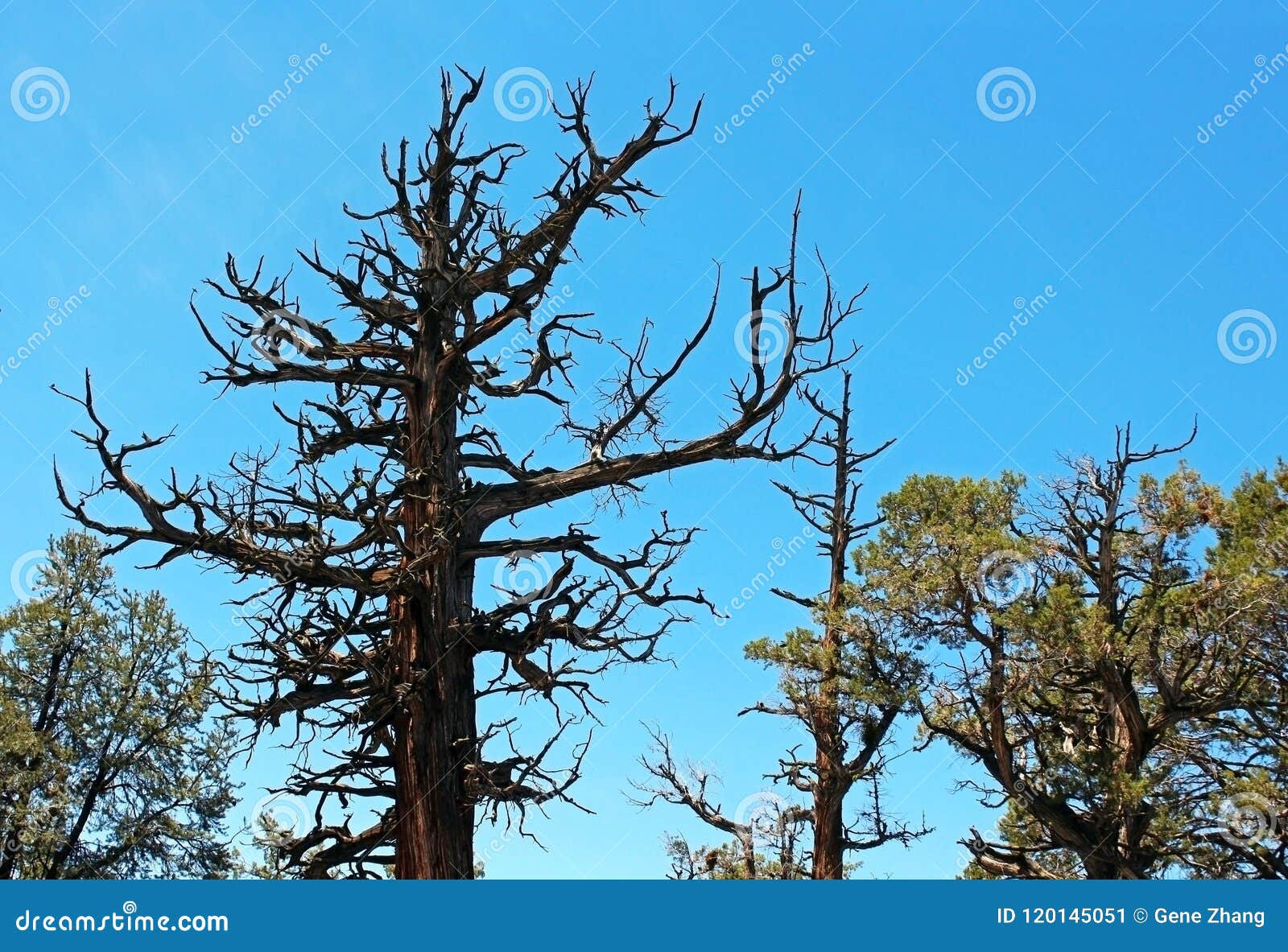 Western Juniper Also Known With Scientific Name Juniperus Occidentalis ...