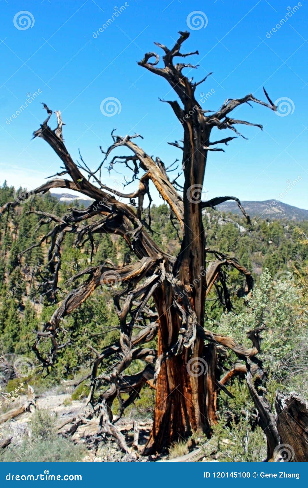 Dried Western Juniper tree stock photo. Image of nature - 120145100