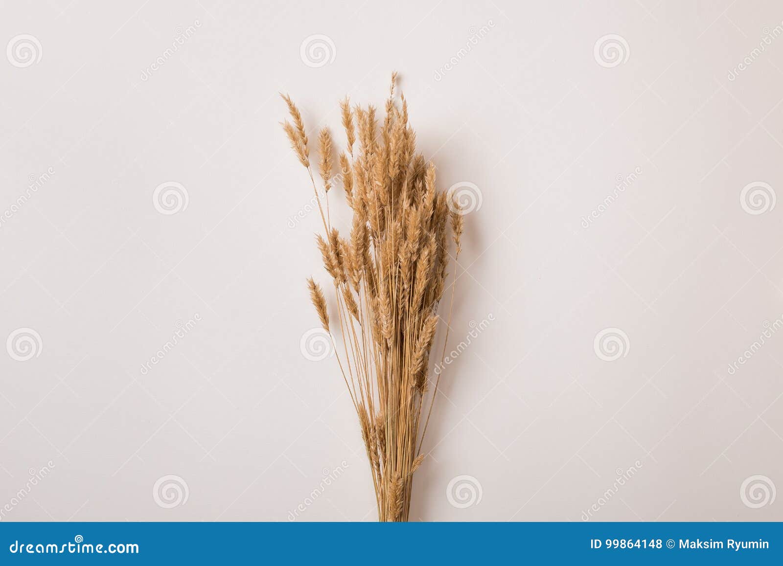 Dried wheat branches stock photo. Image of bunch, herb - 99864148