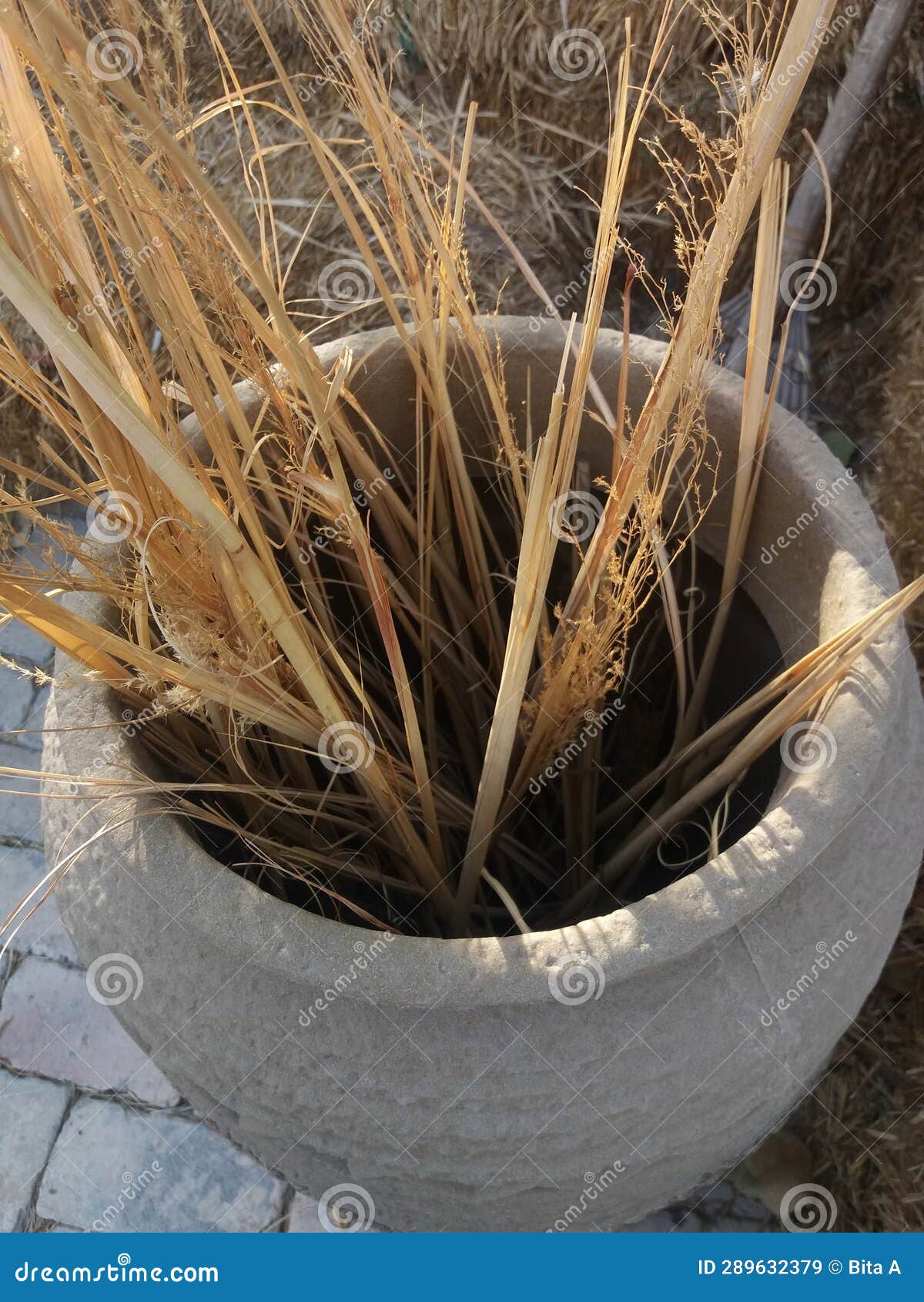 Dried Wheat in a Pot Ornamental Straw Bale Stock Image - Image of ...