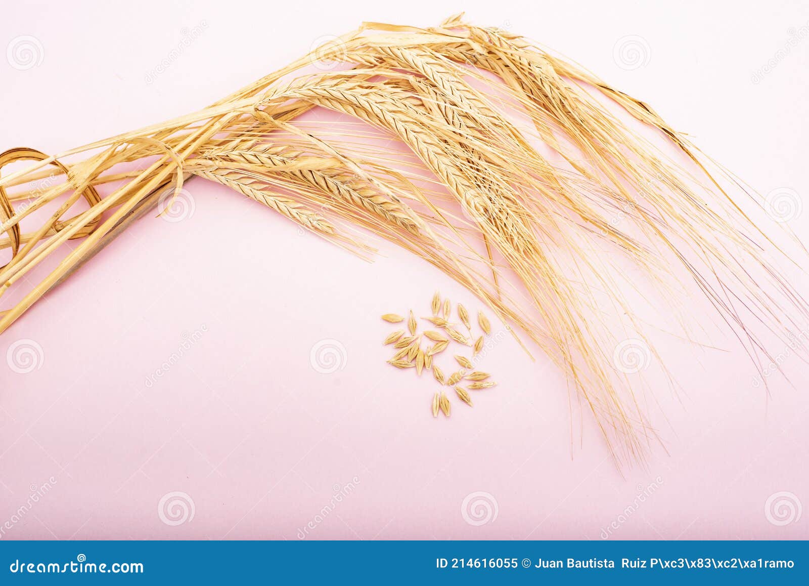 Dried Wheat Cluster on a Pink Background Stock Image - Image of grain ...