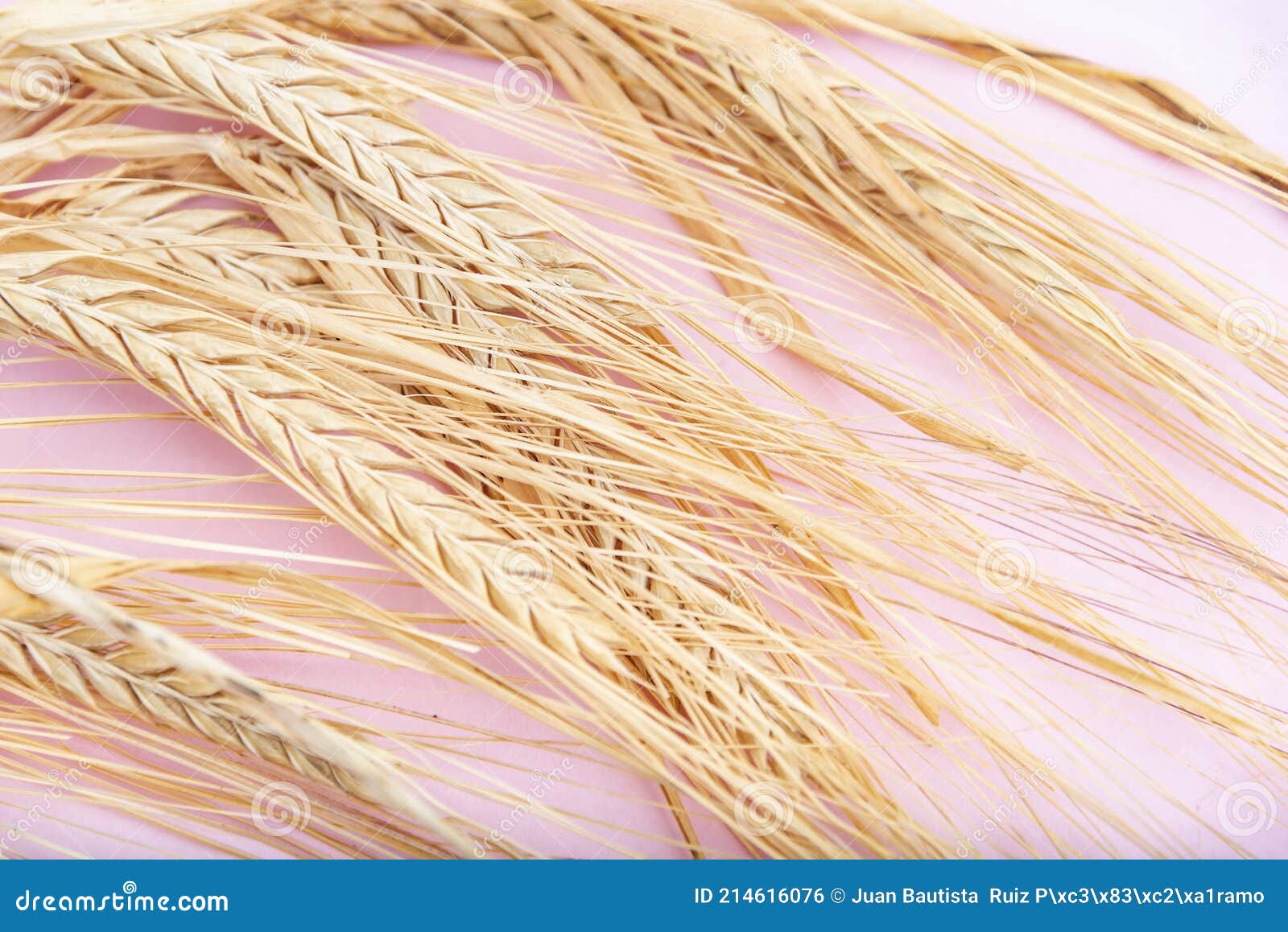 Dried Wheat Cluster on a Pink Background Stock Photo - Image of xray ...