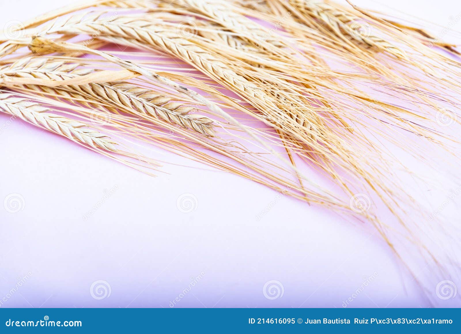 Dried Wheat Cluster on a Pink Background Stock Image - Image of wheat ...