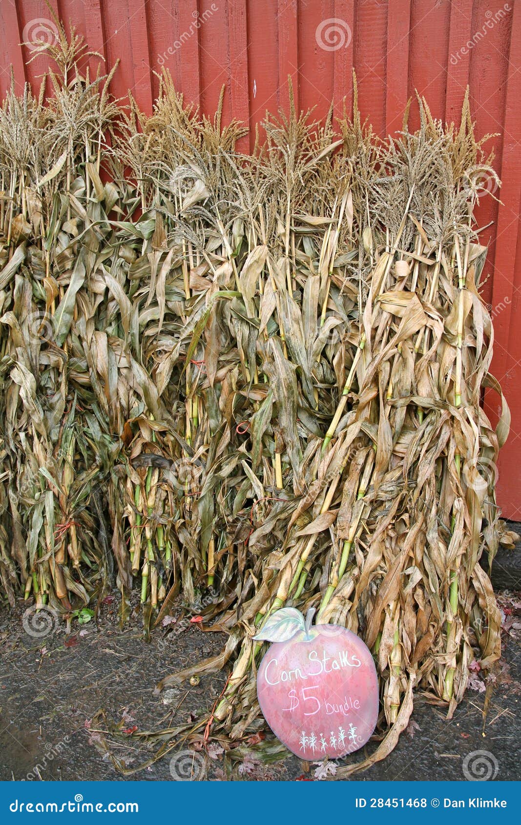 Dried Wheat and Corn Husks stock photo. Image of seasonal - 28451468