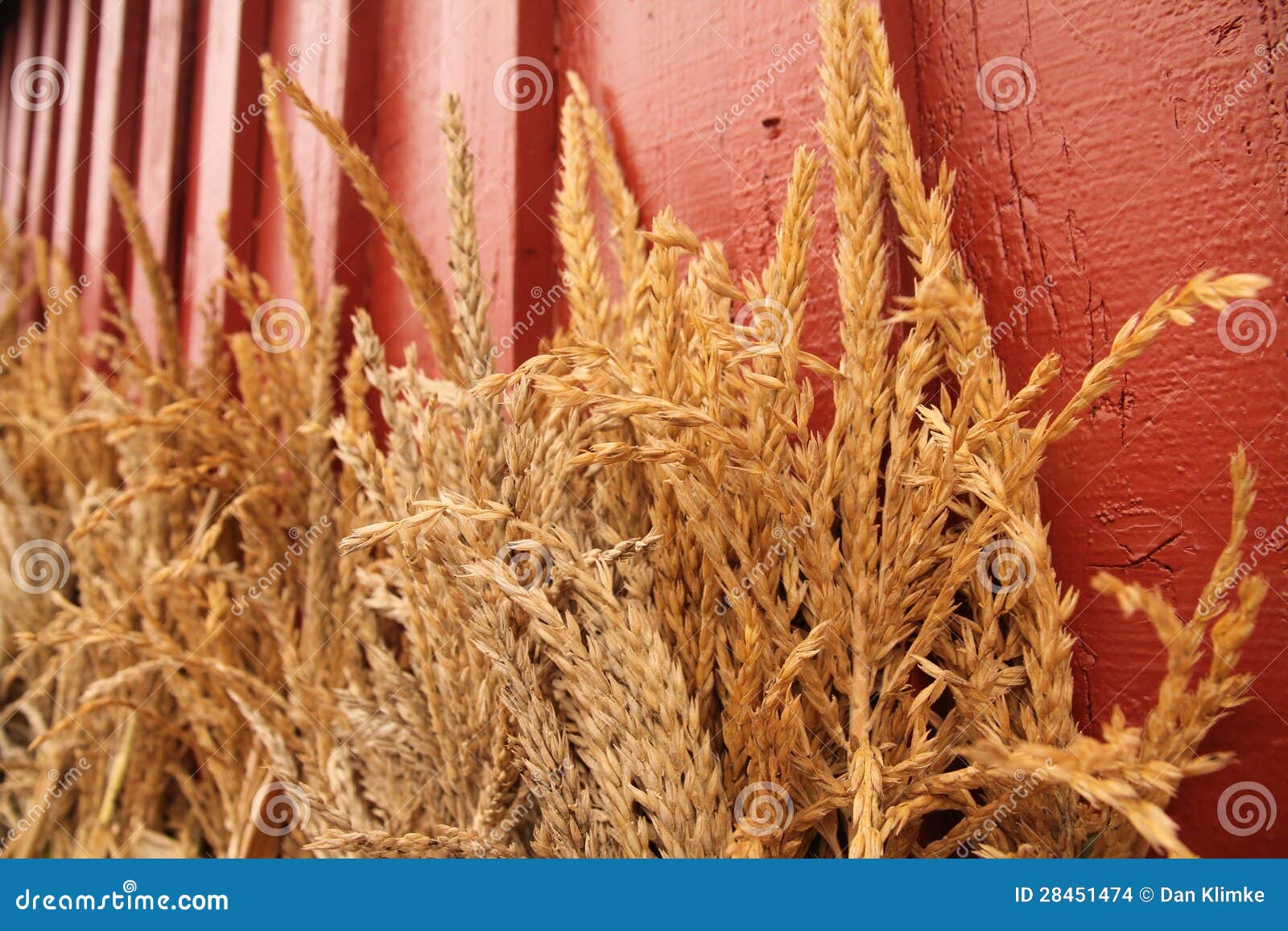 Dried Wheat and Corn Husks stock photo. Image of painted - 28451474