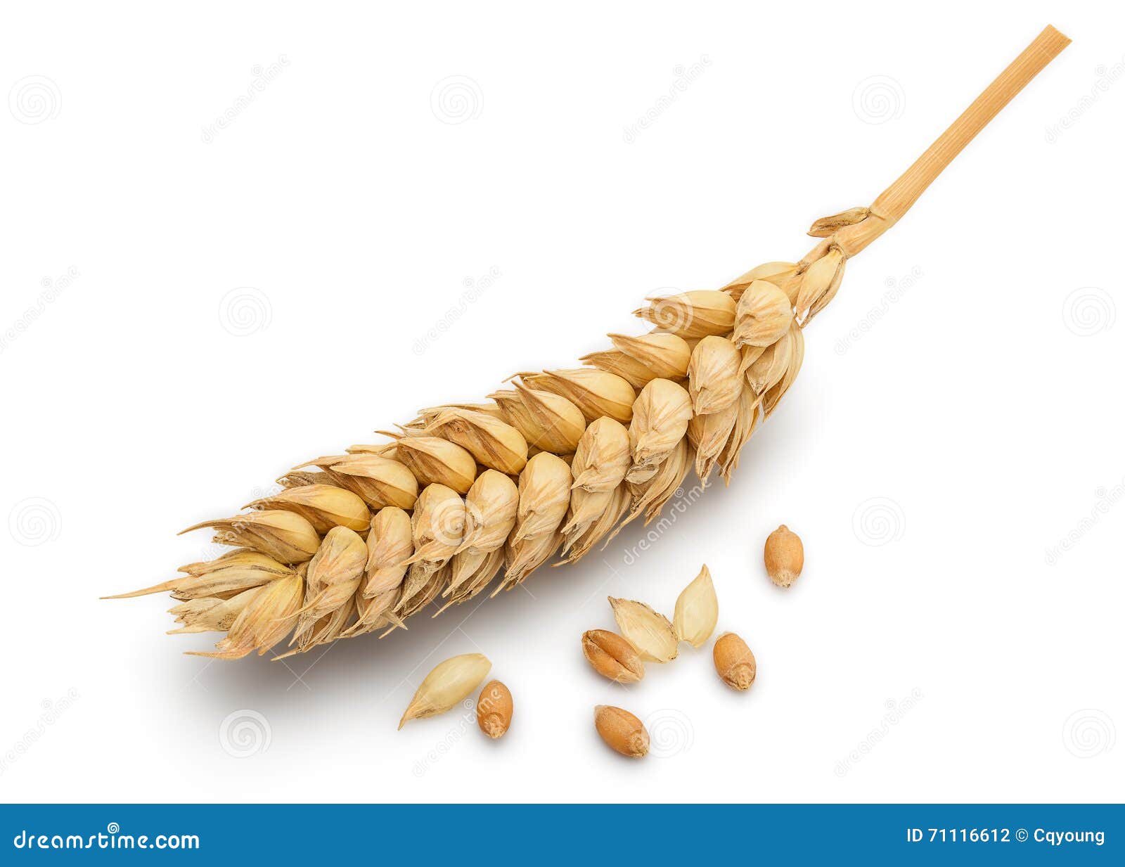 Dried Wheat Ear stock photo. Image of food, clipping - 71116612