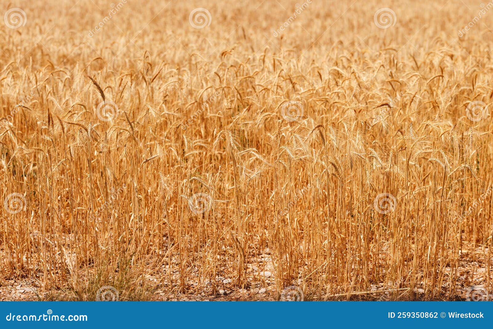 Dried Wheat Field during the Daytime Stock Photo - Image of growth ...