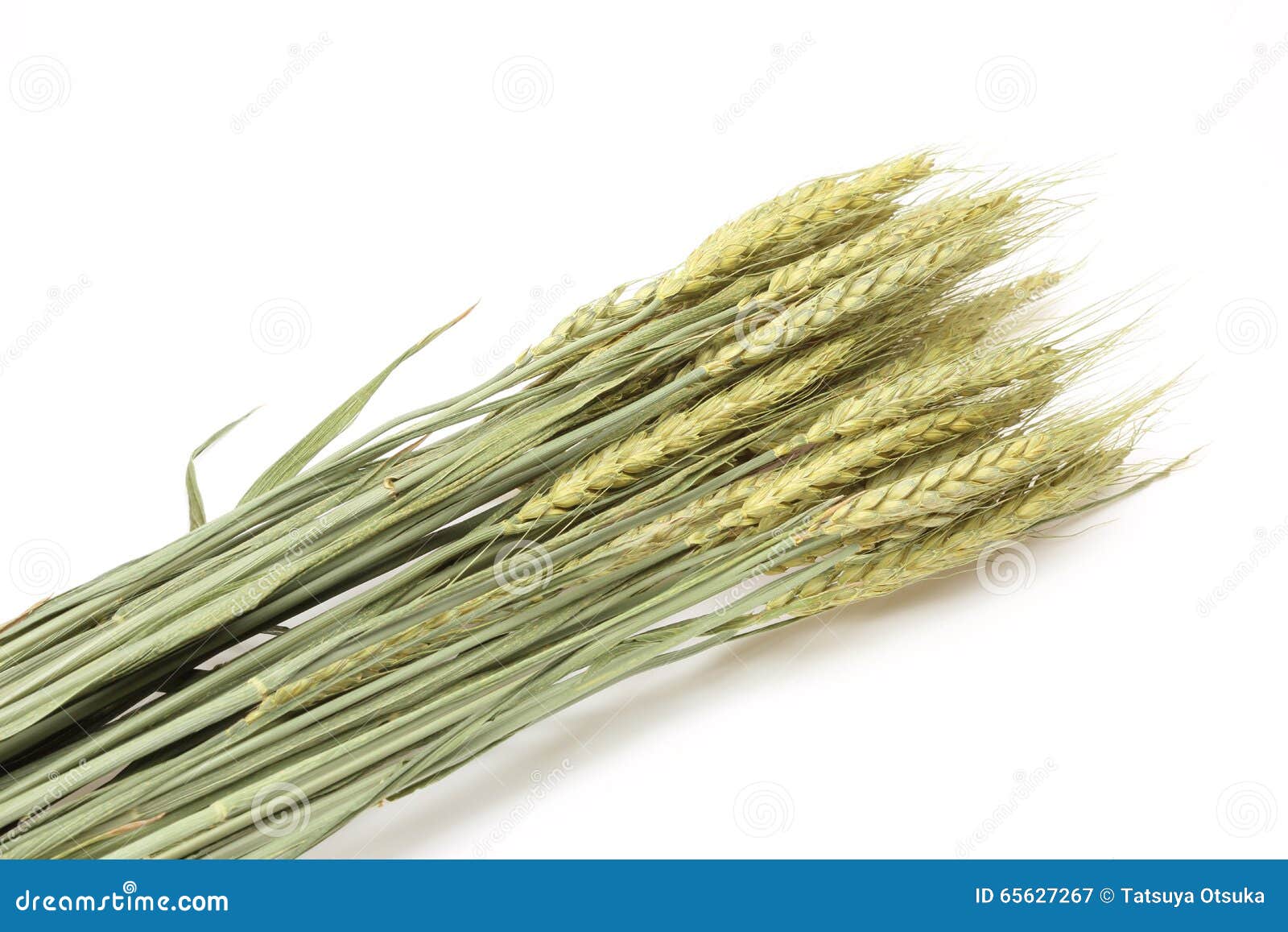 Dried wheat stock image. Image of wheat, indoor, food - 65627267