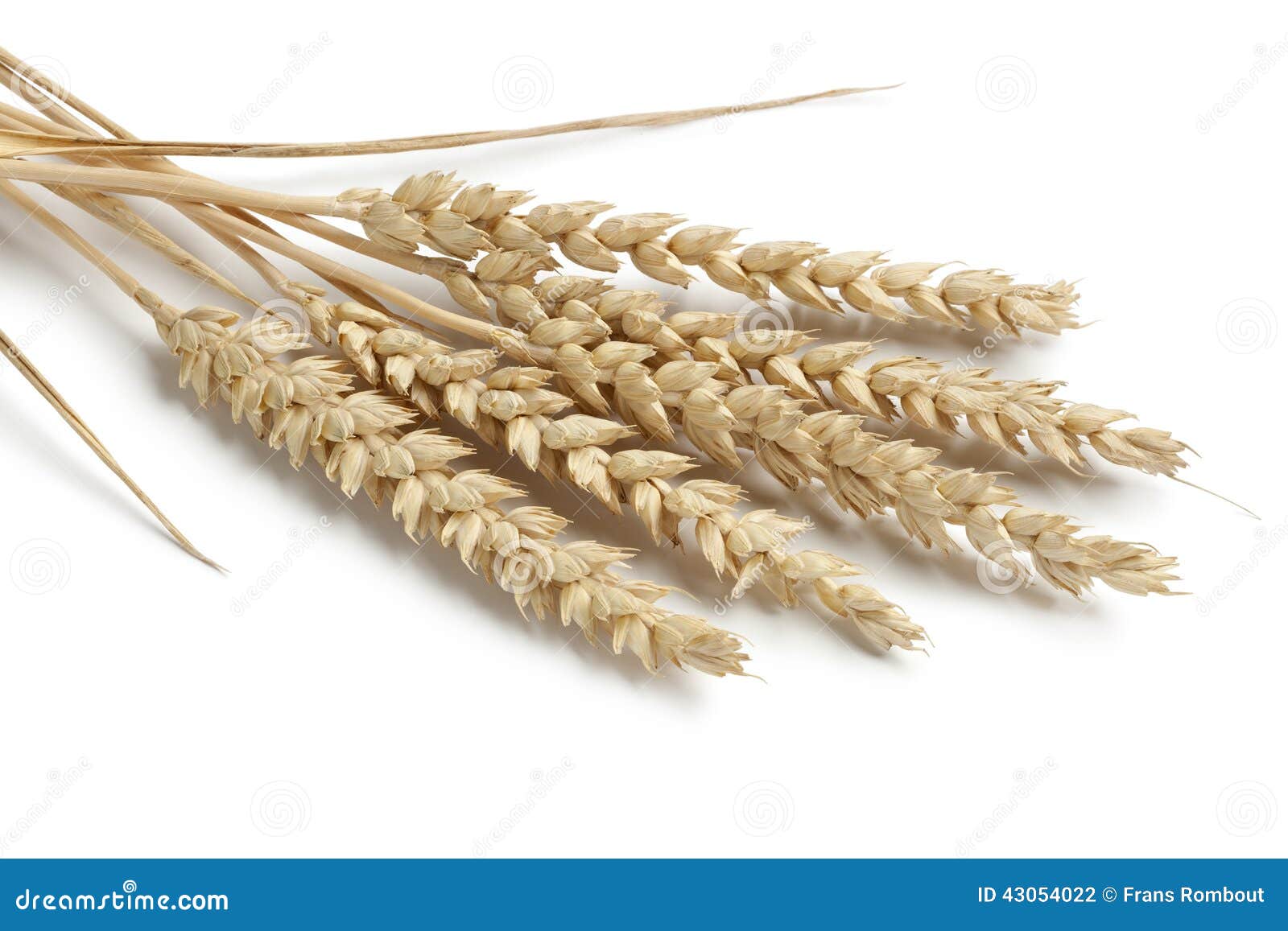 Dried wheat stock photo. Image of cereal, grain, dried - 43054022