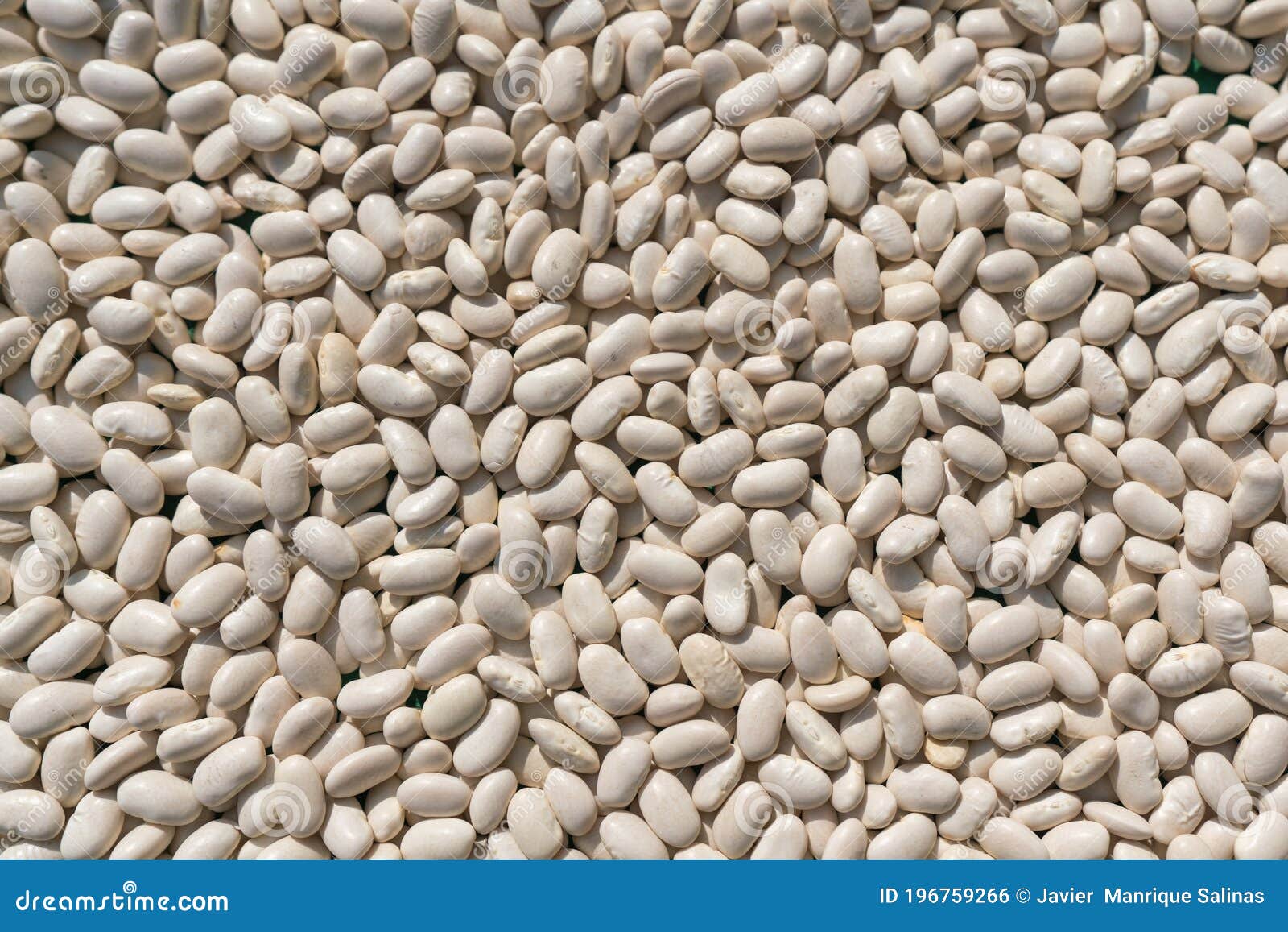 Dried White Beans for Meals Stock Photo - Image of vegetation, plant ...