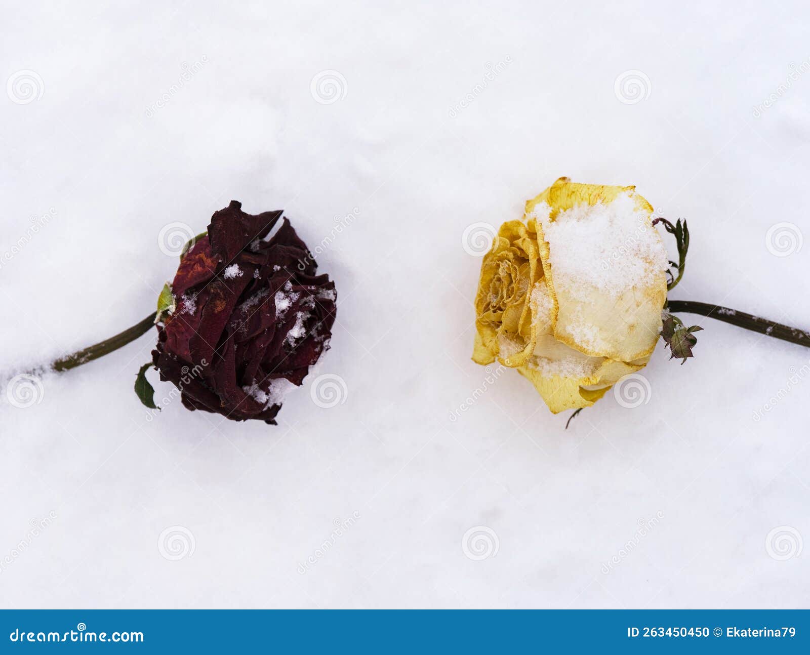 A Dried White and Dark Red Roses on the Snow Stock Photo - Image of ...