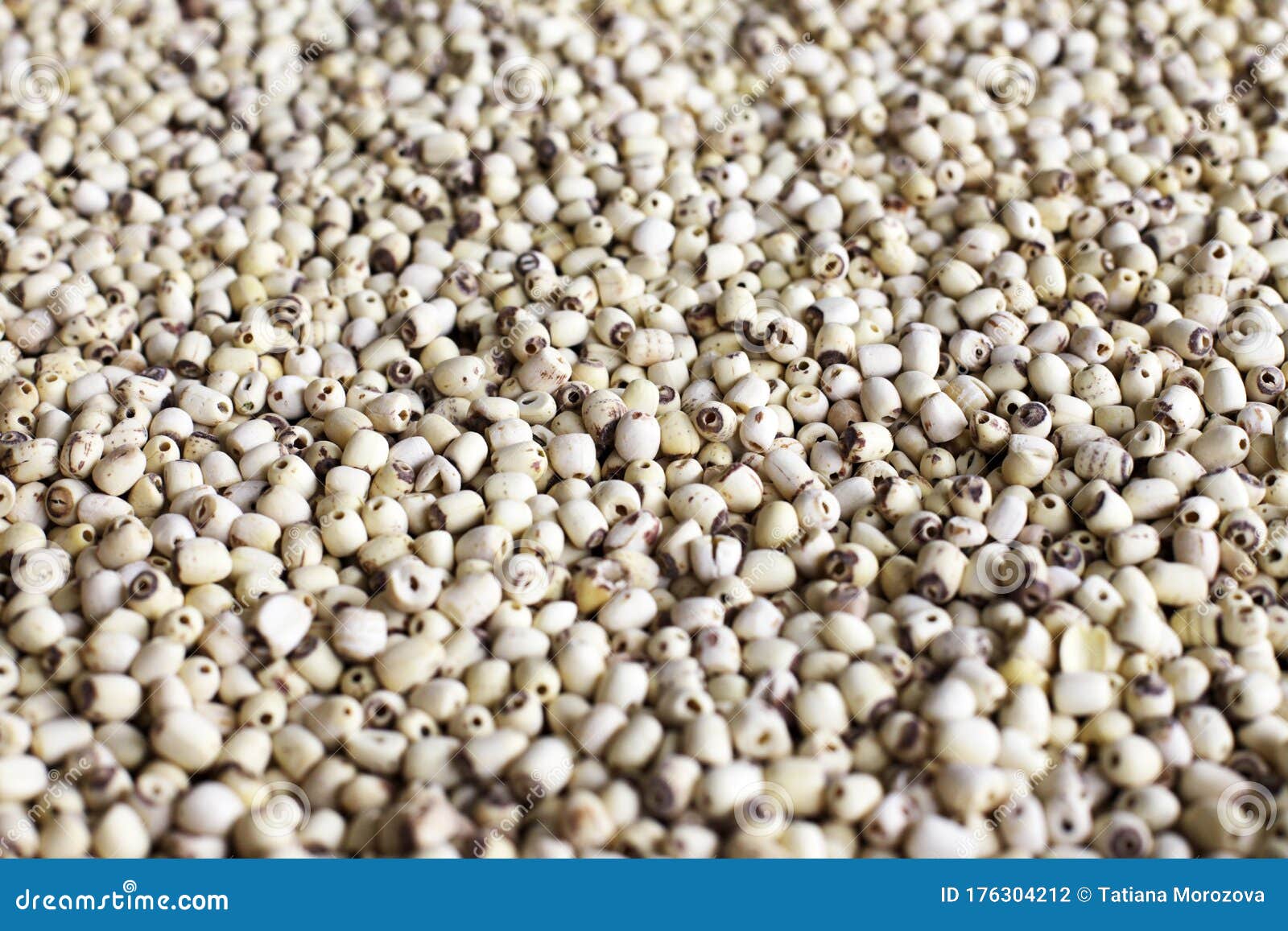 Dried White Lotus Seeds Closeup Stock Photo - Image of ingredient ...
