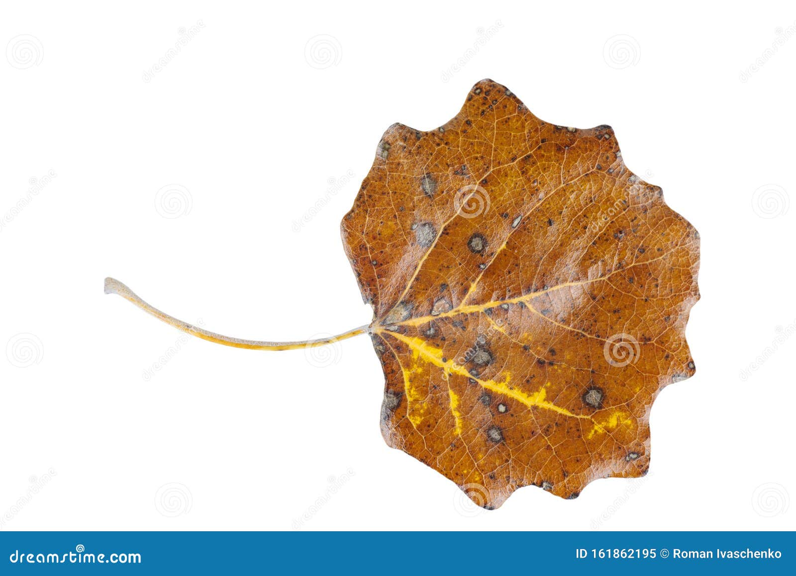 Dried White Poplar Leaf Isolated on White Background Stock Image ...