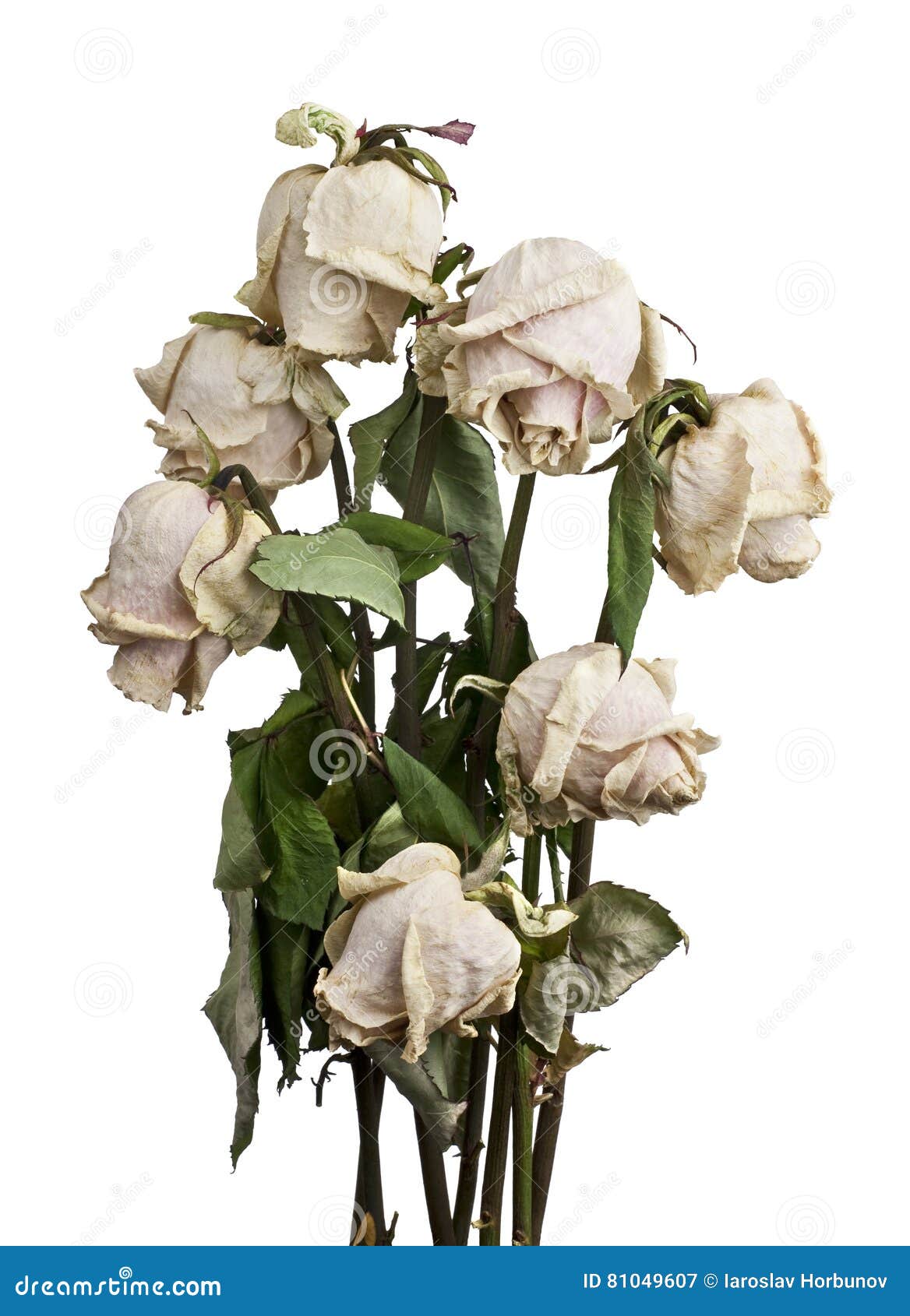 Dried white roses stock image. Image of objects, green - 81049607