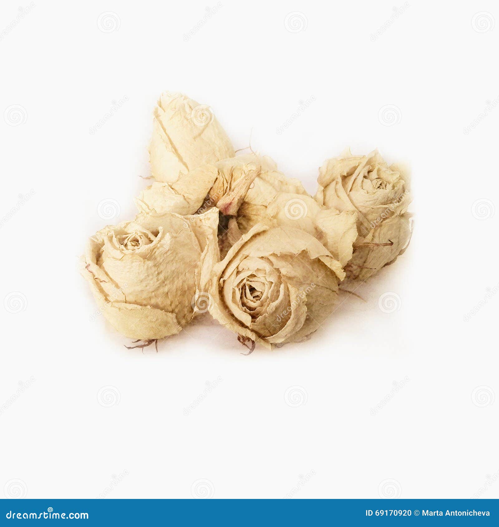 Dried white roses stock photo. Image of faded, petal - 69170920