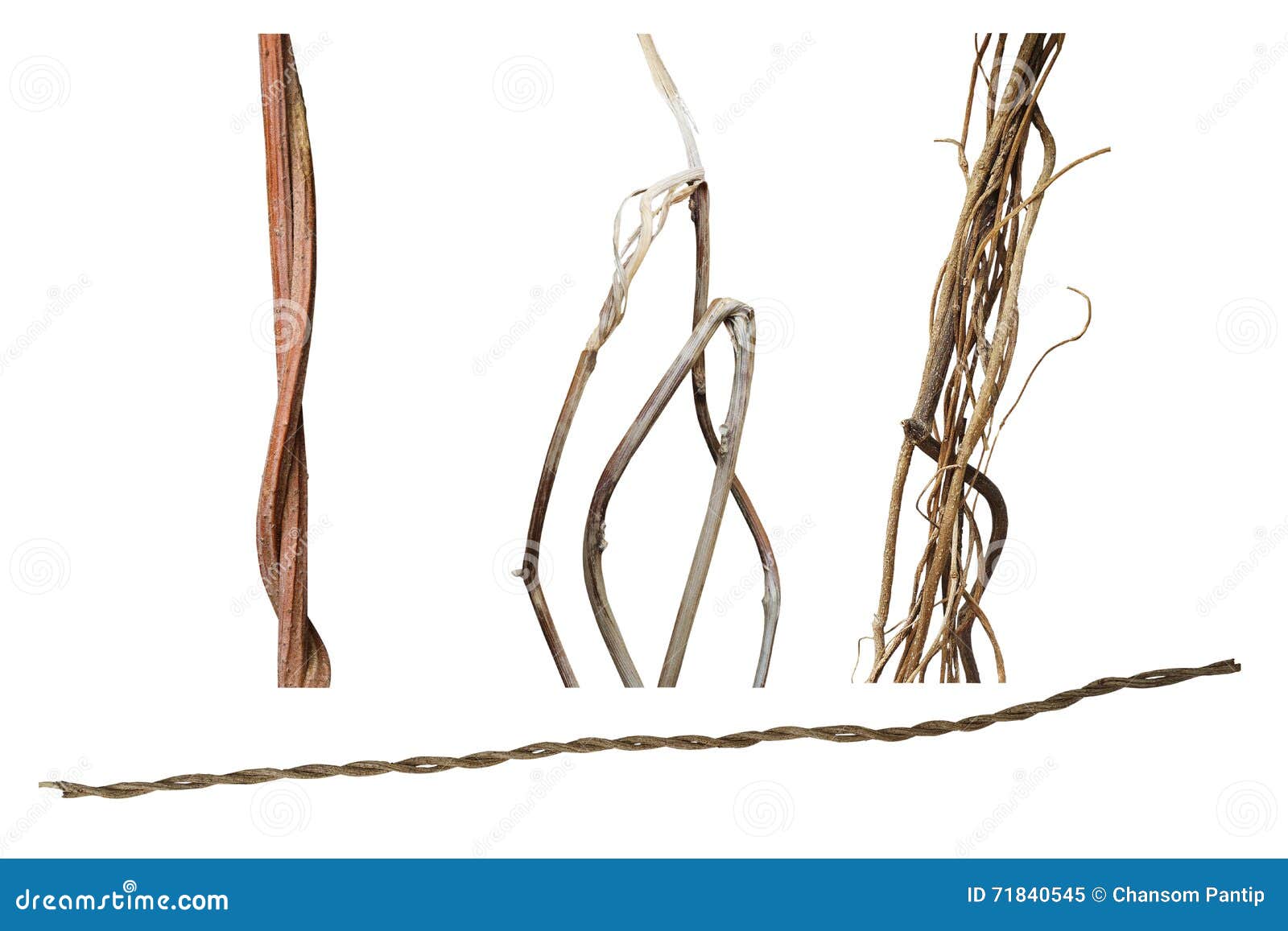 Vines Strand Photos - Free & Royalty-Free Stock Photos from Dreamstime