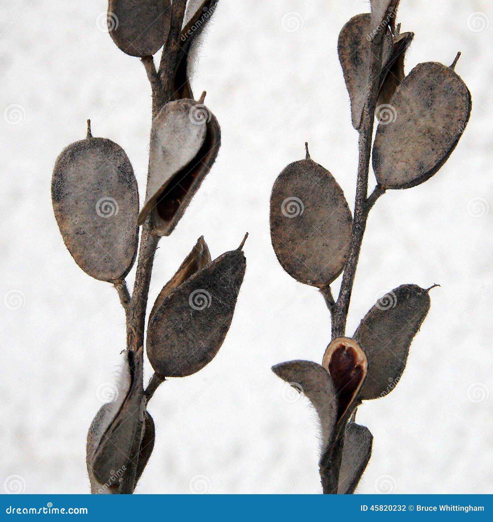 Dried Wildflower Seed Pods stock photo. Image of seed - 45820232