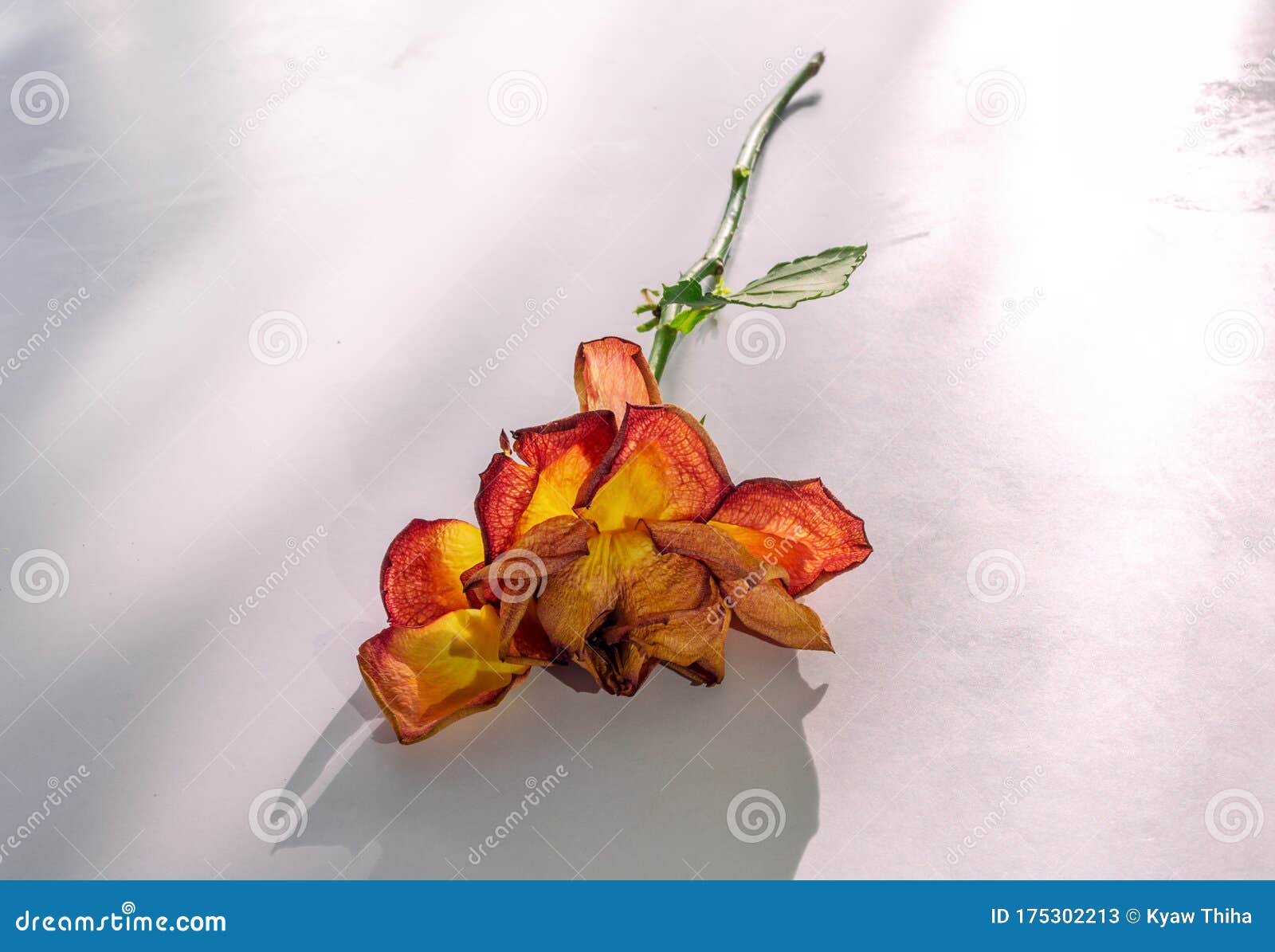 A Dried Wilted Rose on White Table Against Sunlights Stock Image ...