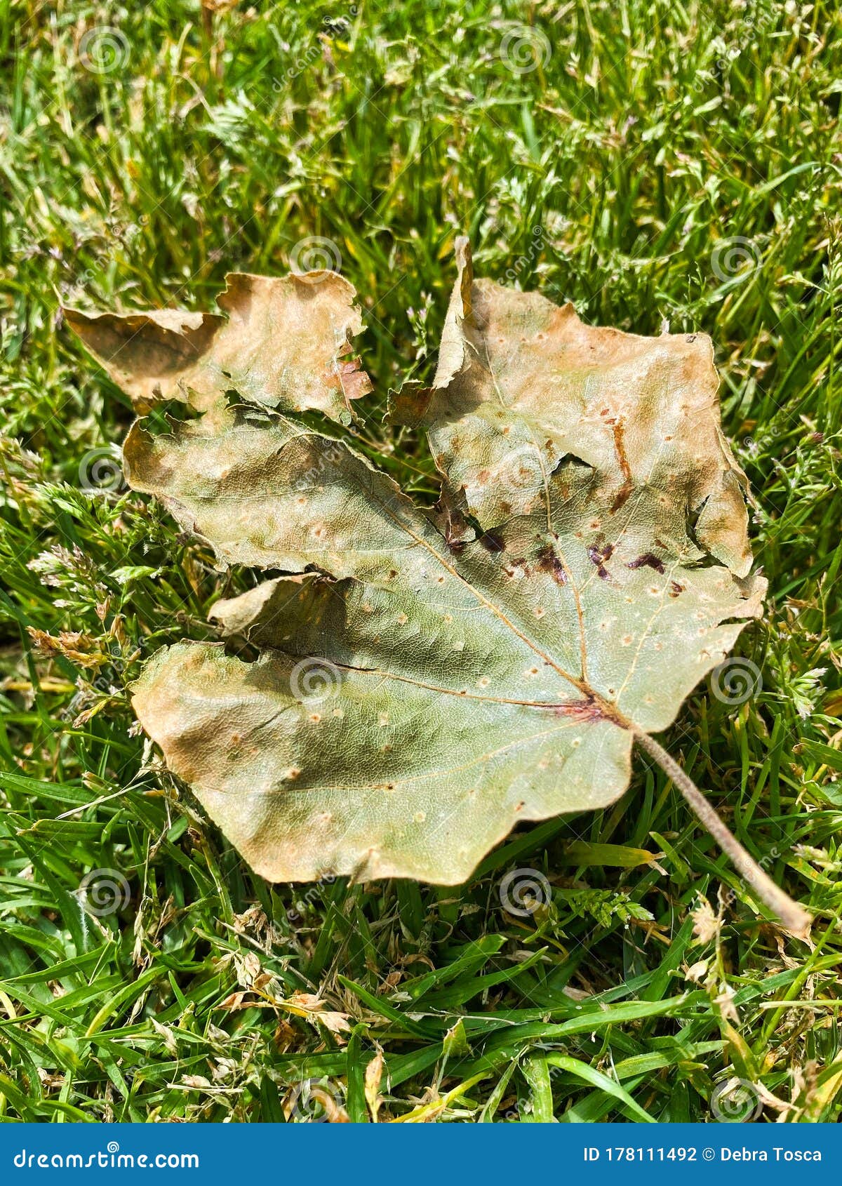 Dried Winter Crumbling Leaf Stock Photo - Image of leftover, tree ...