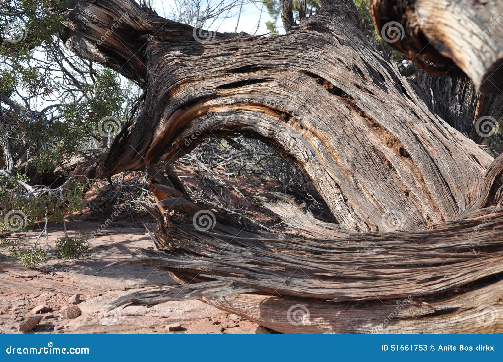 Dried wood stock image. Image of dried, desert, background - 51661753