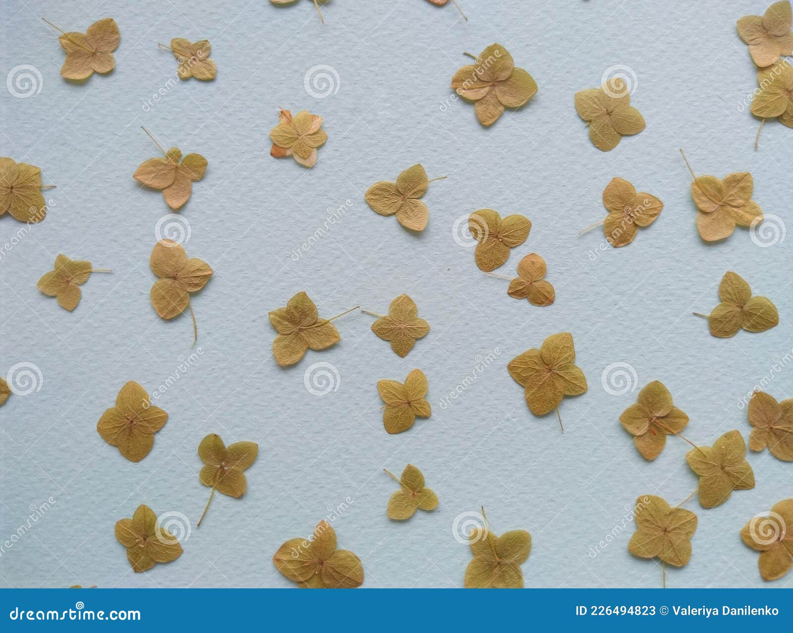 Dried Yellow Clover on the Light Blue Background Stock Illustration ...